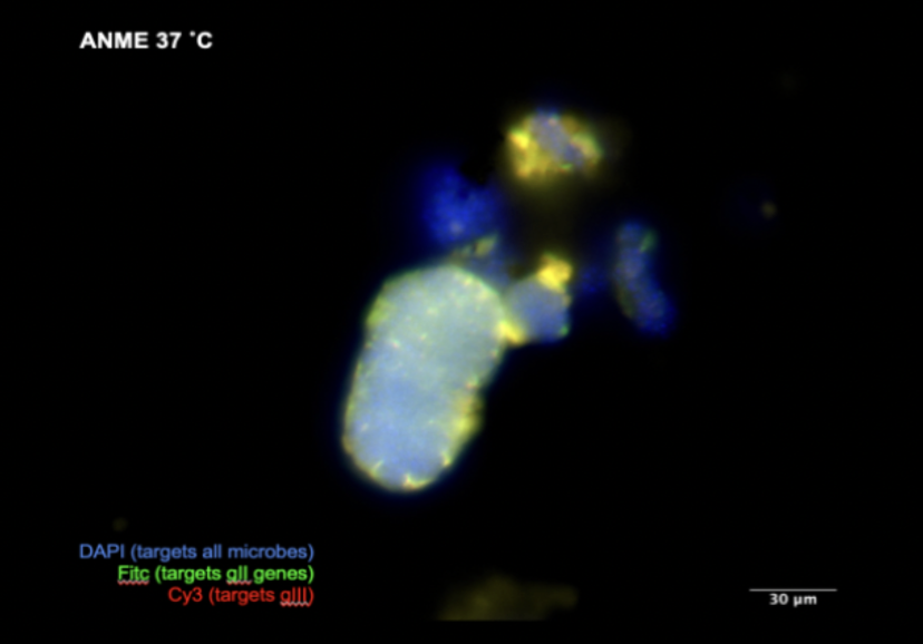 Developing FISH Microscopy Techniques in Methanosarcina acetivorans to ...