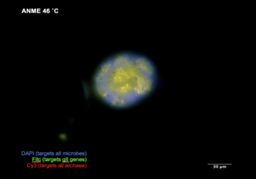 Developing FISH Microscopy Techniques in Methanosarcina acetivorans to ...