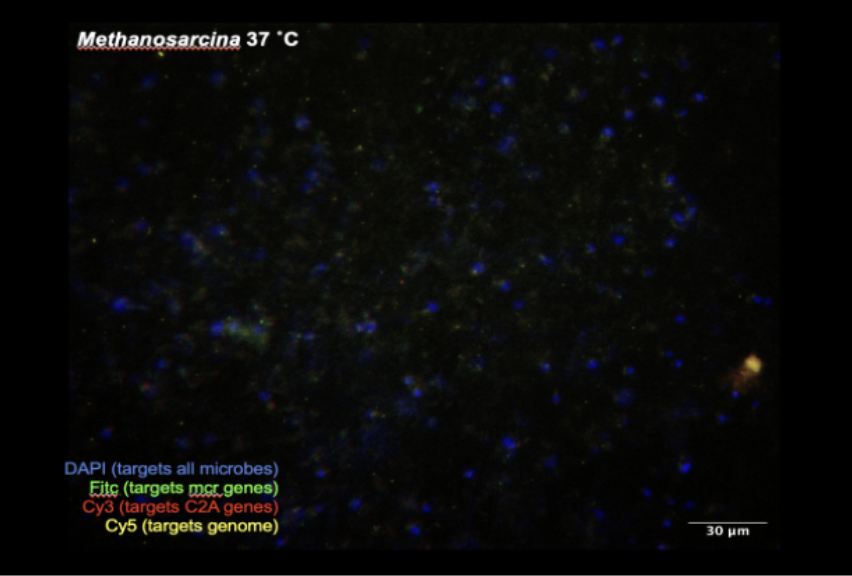 Developing FISH Microscopy Techniques in Methanosarcina acetivorans to ...