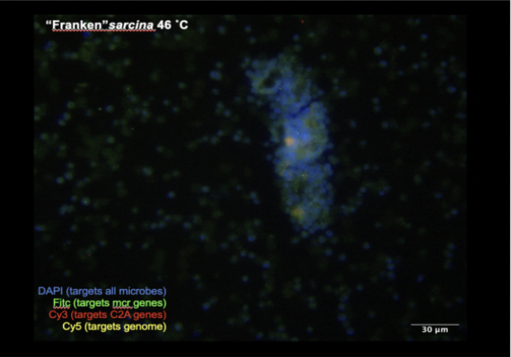 Developing FISH Microscopy Techniques in Methanosarcina acetivorans to ...